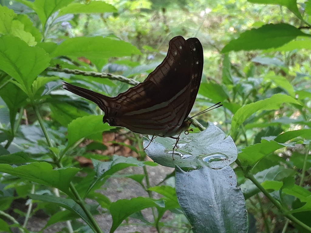Many-banded Daggerwing from Limón, Talamanca, Costa Rica on March 3 ...