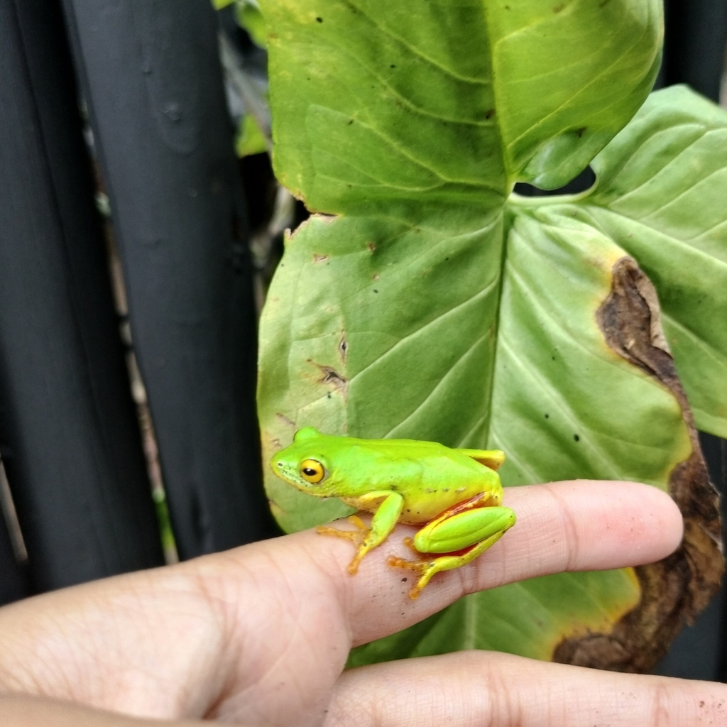 Tinker Reed Frog from Umkhanyakude, ZA-NL, ZA on January 7, 2024 at 12: ...