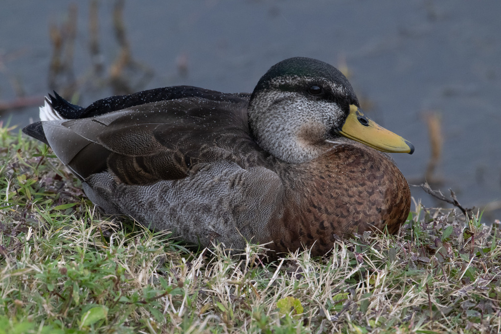 Mallard × Mottled Duck from City of Marco, Marco Island, FL, USA on ...