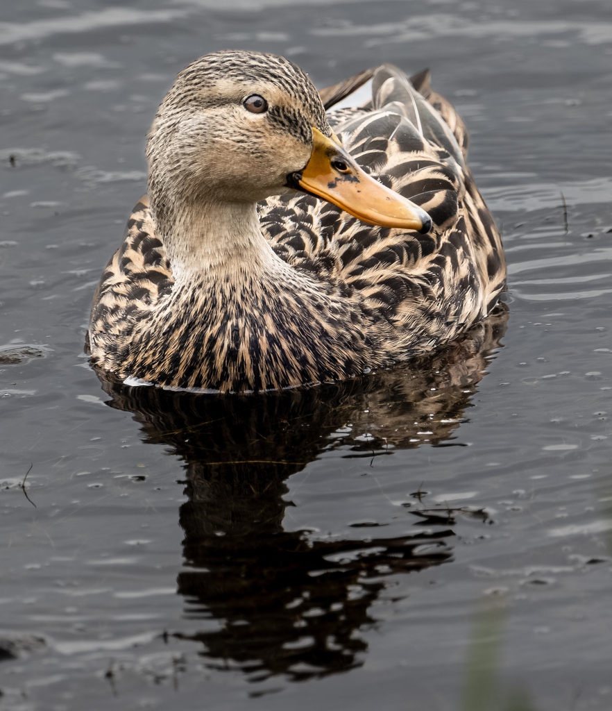Mallard × Mottled Duck from City of Marco, Marco Island, FL, USA on ...