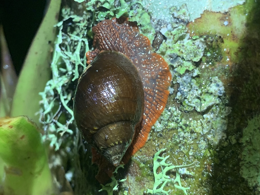 Common Land Snails and Slugs from Parque Nacional Yacurí, Espindola ...