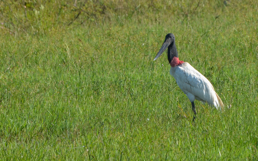 Jabiru from Palizada, Camp., México on October 30, 2021 at 08:56 AM by ...