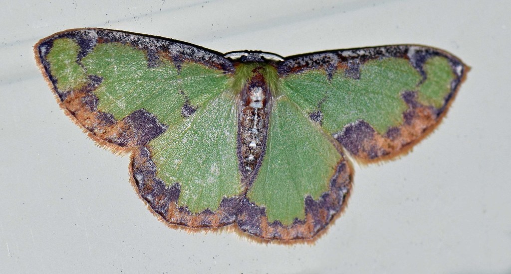 Eucyclodes buprestaria from 25 Meerup St, Northcliffe WA 6262 ...