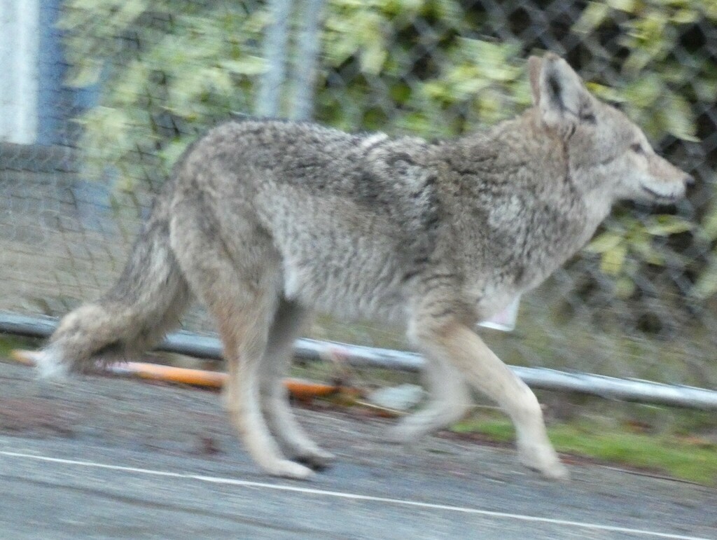 Coyote from North Beach/ Blue Ridge, Seattle, WA, USA on January 7 ...