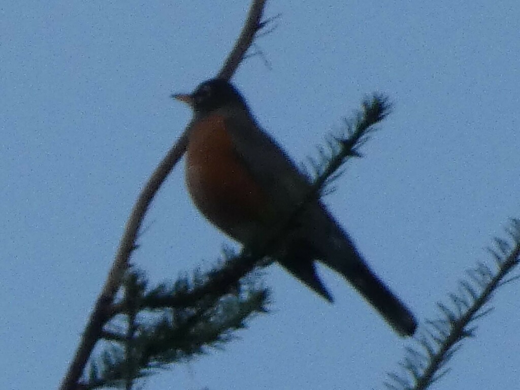 American Robin from Crown Hill, Seattle, WA, USA on January 7, 2024 at ...