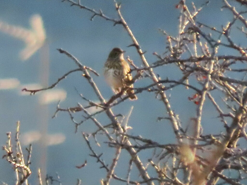 Song Thrush from Barcelona, Spain on January 7, 2024 at 05:02 PM by ...