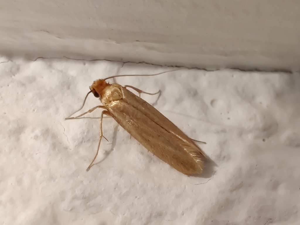 Webbing Clothes Moth in July 2023 by geodroid · iNaturalist