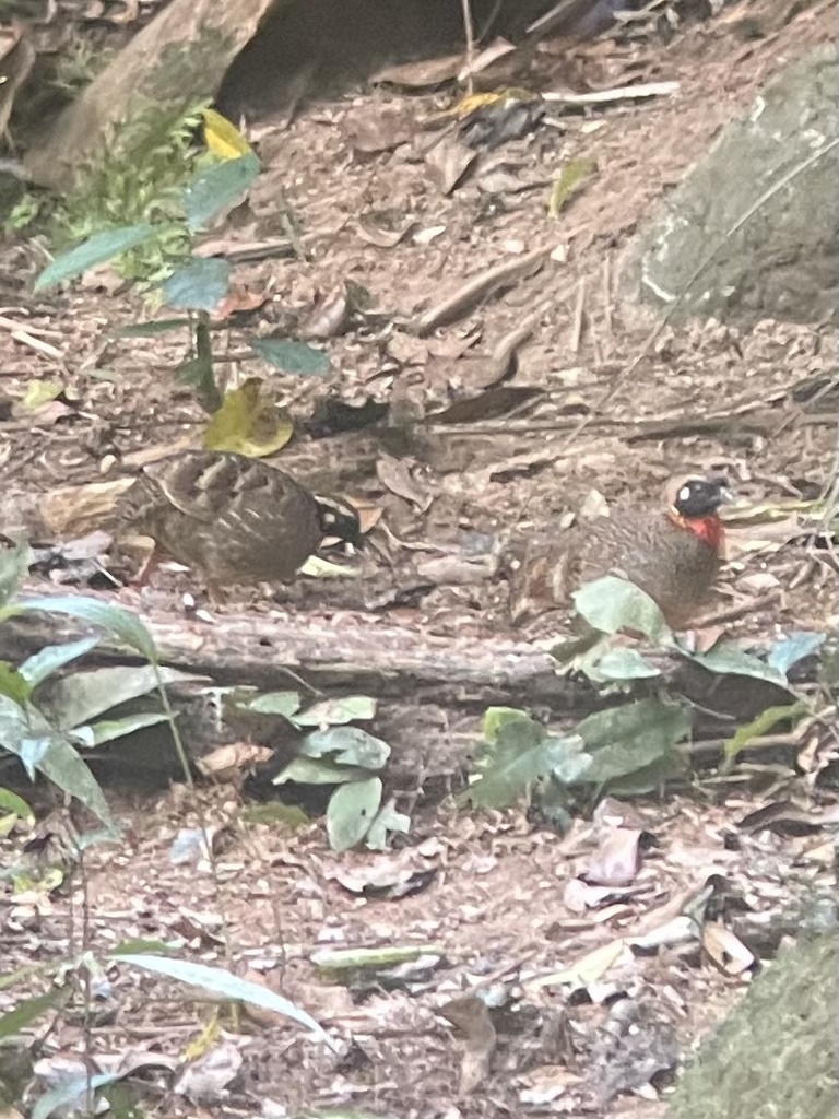 Hainan Partridge in January 2024 by Larry Chen · iNaturalist