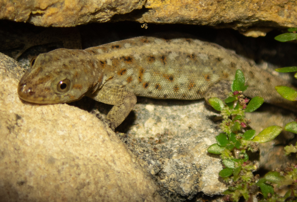 Wiegmann's Striped Gecko from Trinidad, Trinidad and Tobago, TT on ...