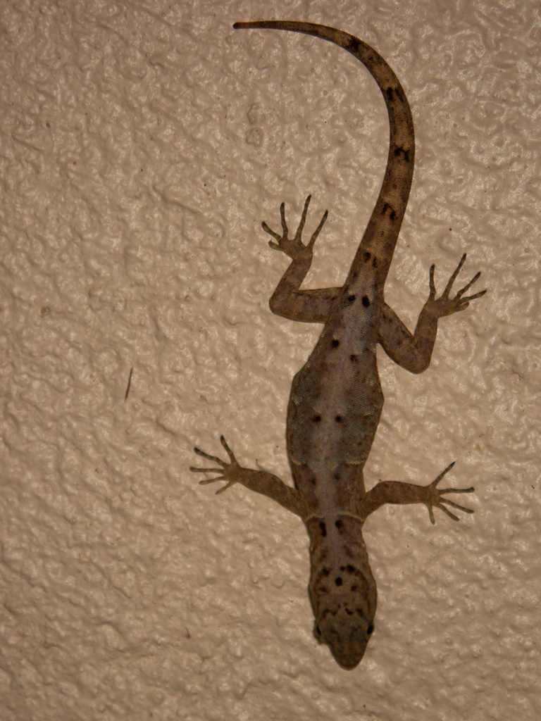 Brilliant South American Gecko from Trinidad, Trinidad and Tobago, TT ...