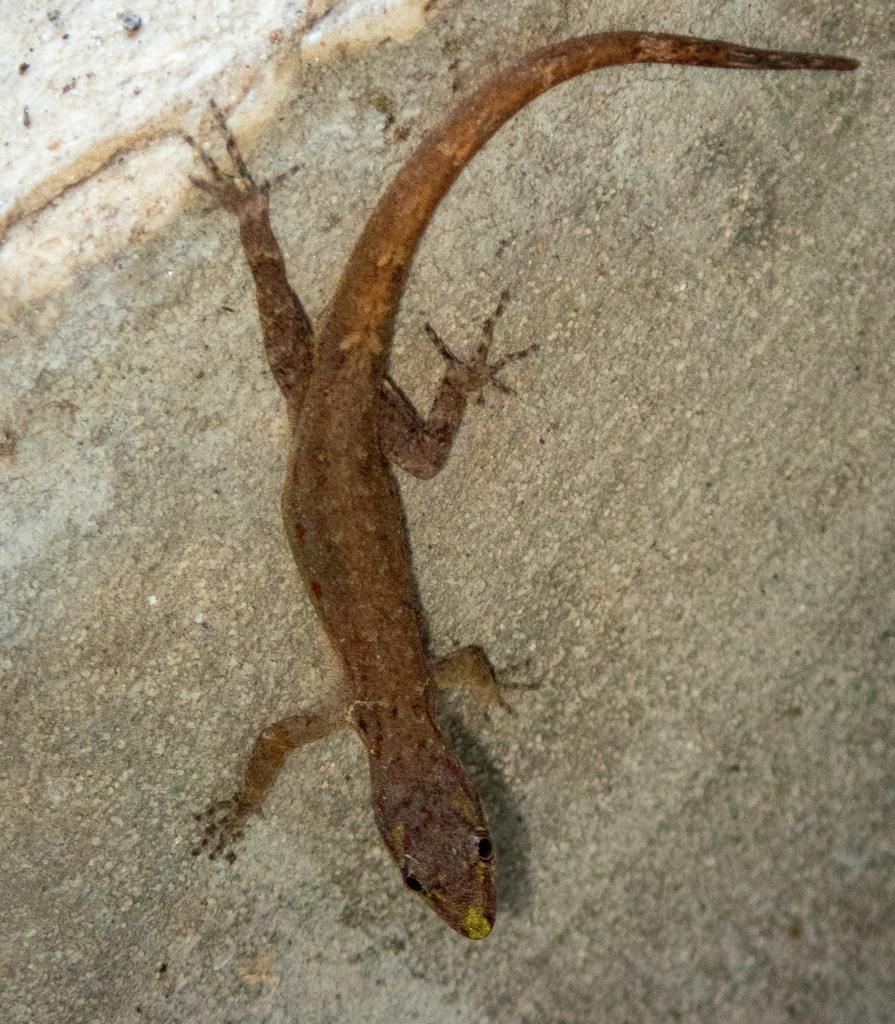 Bridled Forest Gecko from Trinidad, Trinidad and Tobago, TT on January ...