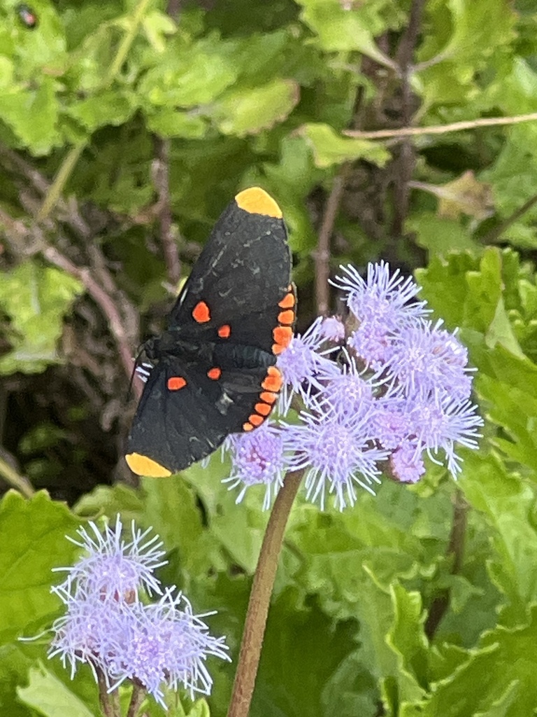 Red-bordered Pixie from Ringgold Rd, Brownsville, TX, US on January 7 ...