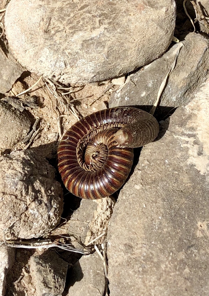 Desert Millipede from Lincoln National Forest, La Luz, NM, US on April ...
