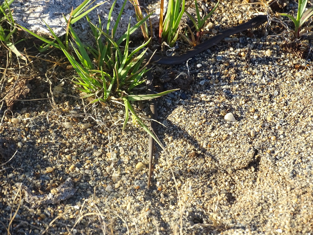 Chilean Slender Snake from Valdivia, Los Ríos, Chile on February 5 ...