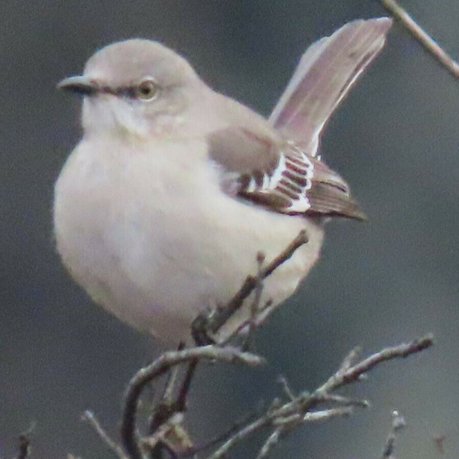 Northern Mockingbird from Groveton, VA, USA on January 7, 2024 at 10:47 ...