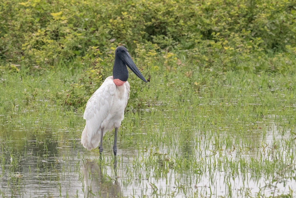 Jabiru from Palizada, Camp., México on October 7, 2023 at 11:22 AM by ...