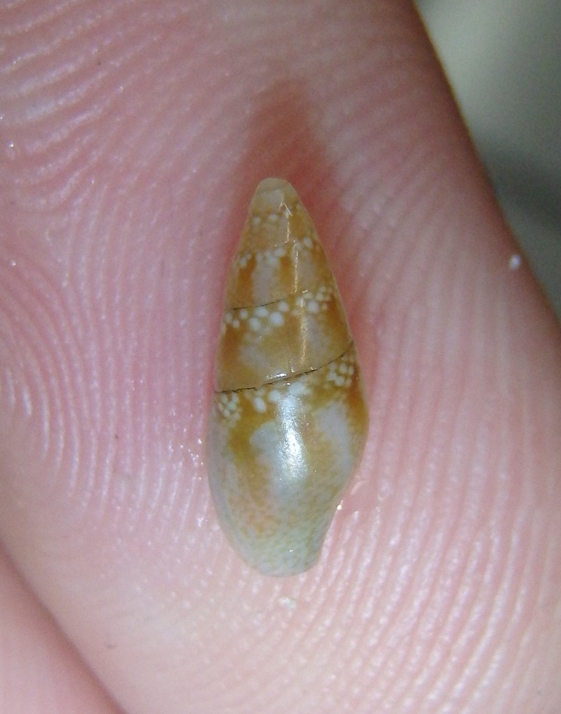 Mitrella tayloriana (Marine invertebrates of Randwick costal area ...