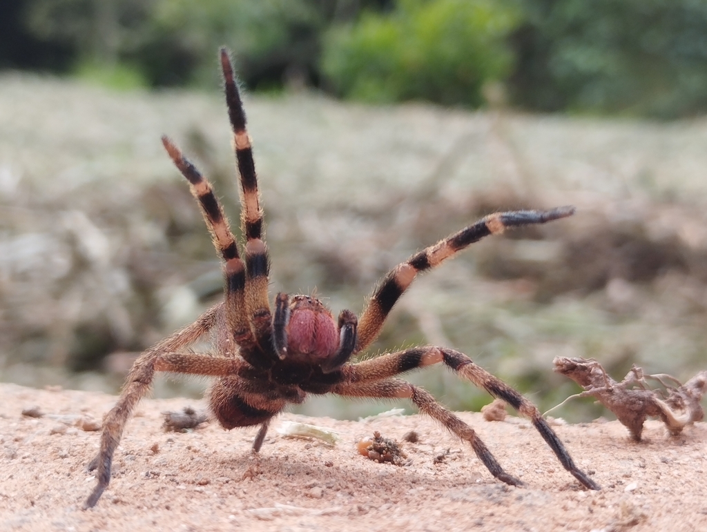 Armed Spiders from 327Q+G5 - Lot. Palomar, Juquitiba - Estado de São ...