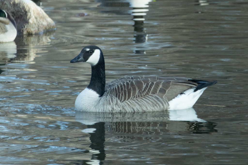 Canada Goose from Lancaster County, NE, USA on January 7, 2024 at 10:53 ...
