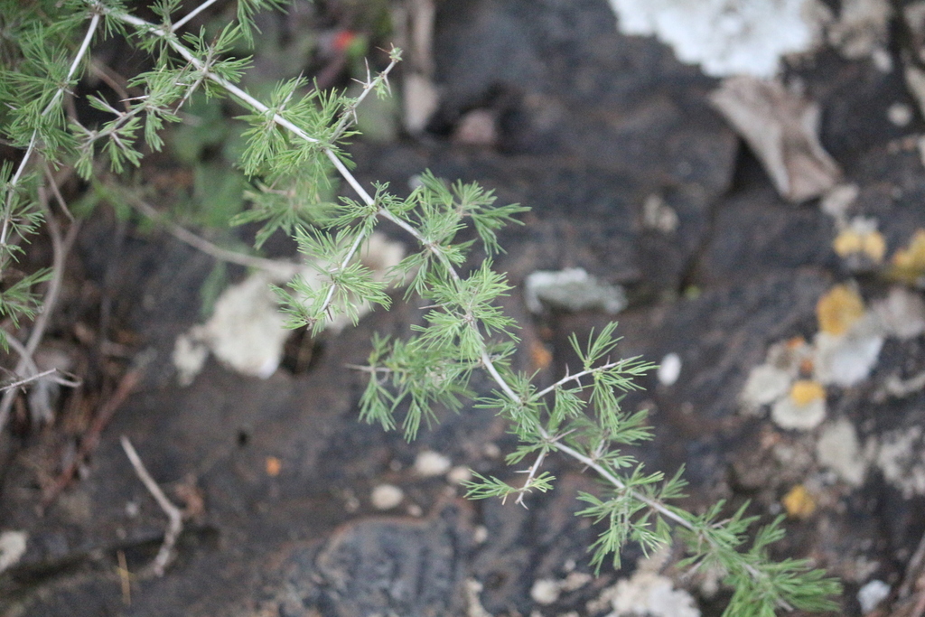 Catthorn Asparagus from West Rand District Municipality, South Africa ...