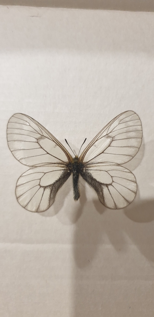 Parnassius stubbendorfii from Бычиха, Хабаровский край, Россия, 680502 ...