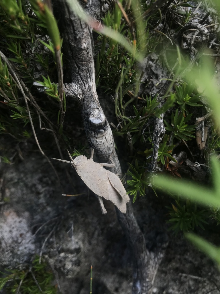 Gumleaf Grasshoppers from Wilsons Promontory National Park, Wilsons ...