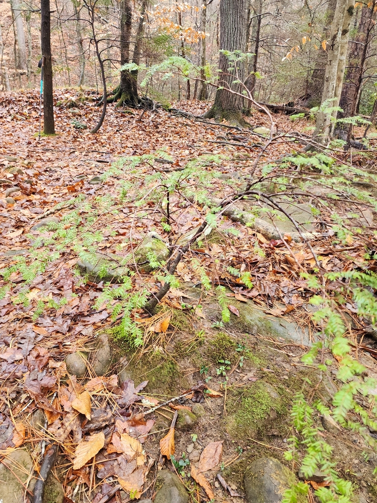 eastern hemlock from Bakewell, TN 37373, USA on January 7, 2024 at 10: ...