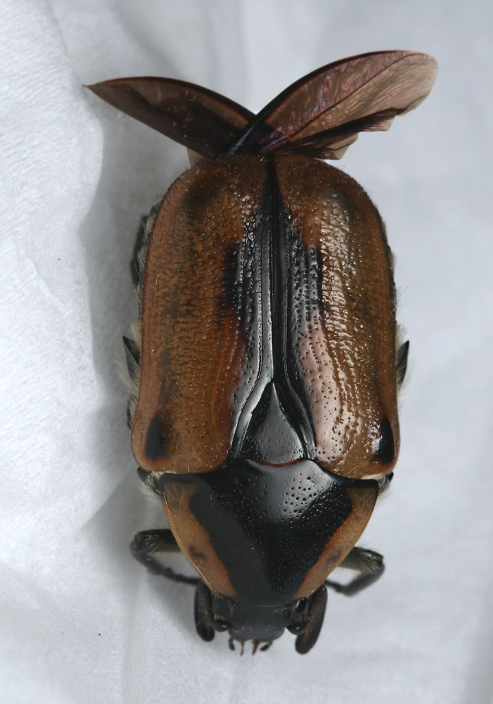 Cowboy Beetle in December 2023 by juliegraham173 · iNaturalist