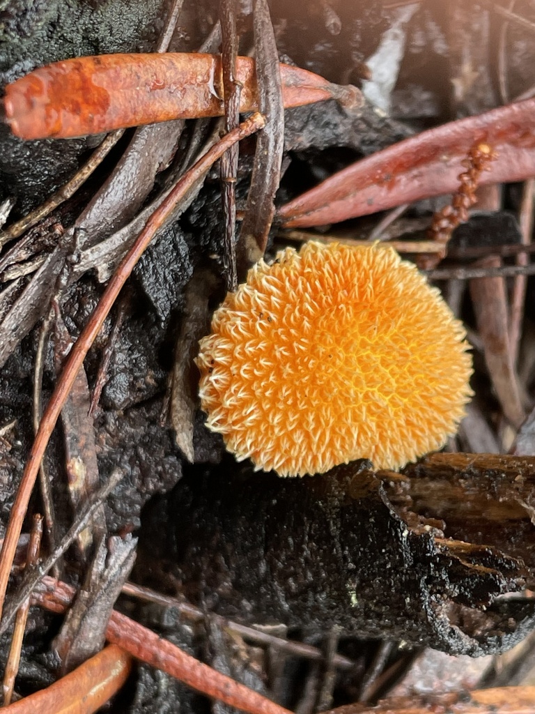 Golden-scruffy Collybia from Douglas-Apsley National Park, Douglas ...