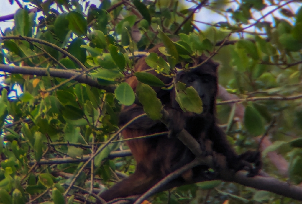 Maranhao Red-handed Howler Monkey in January 2024 by Jean Martins ...
