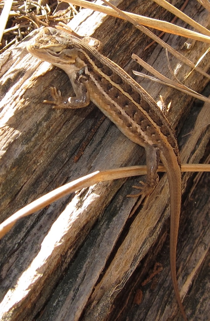 Slevin’s Bunch Grass Lizard in April 2011 by Rich Hoyer · iNaturalist