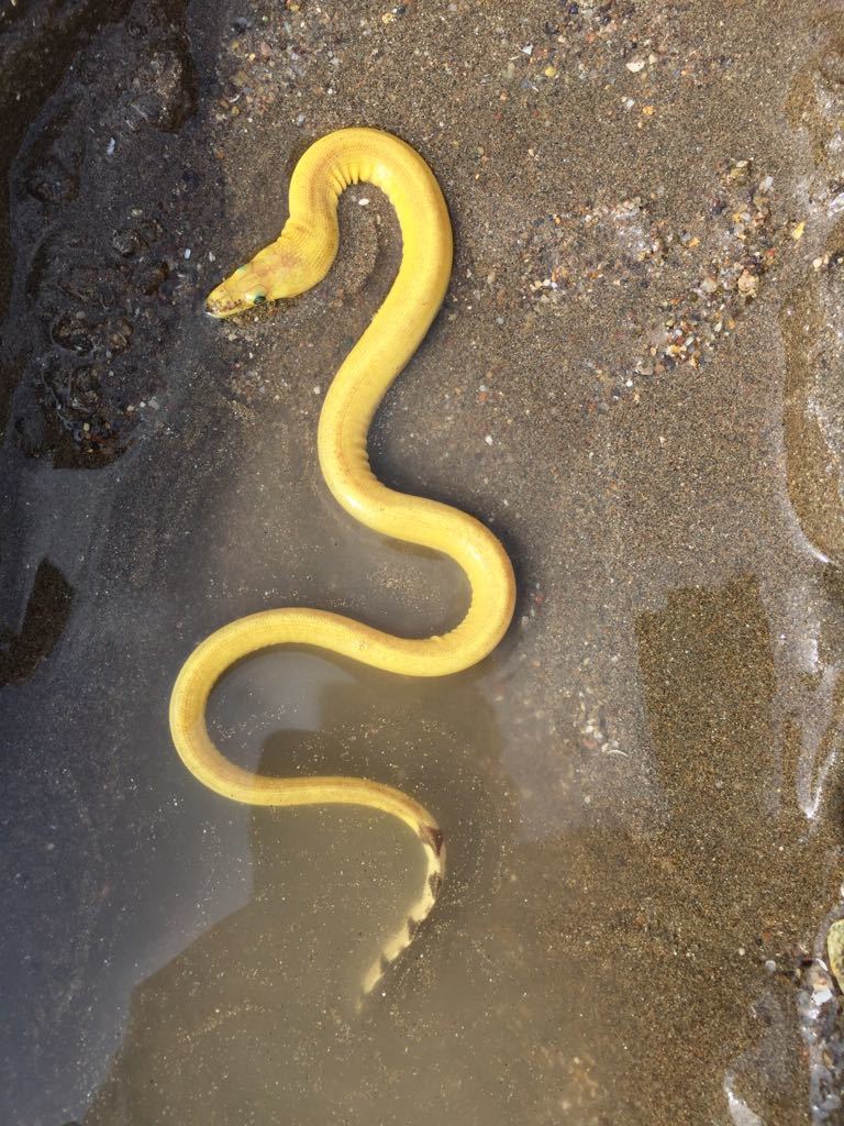 Yellow-Bellied Sea Snake (Hydrophis platurus) "Very Yellow" Minecraft ...