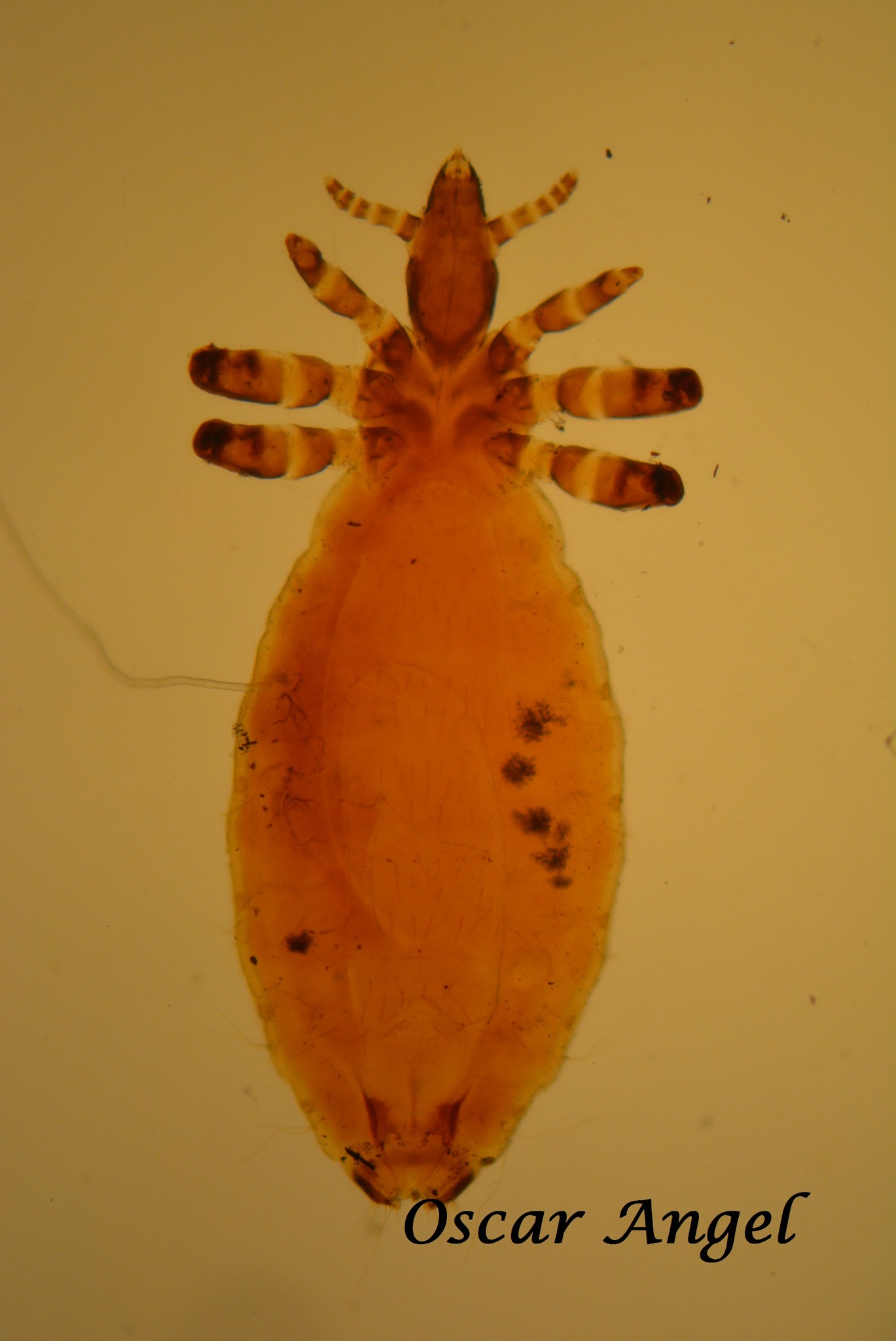 Linognathus Enderlein, 1905