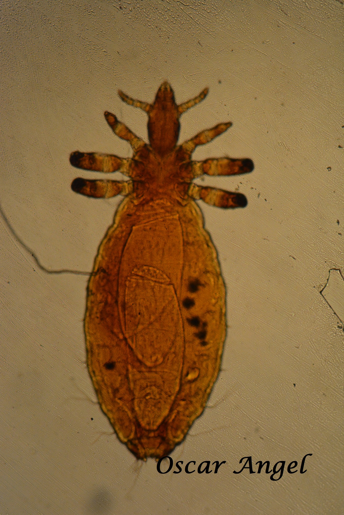 Linognathus Enderlein, 1905