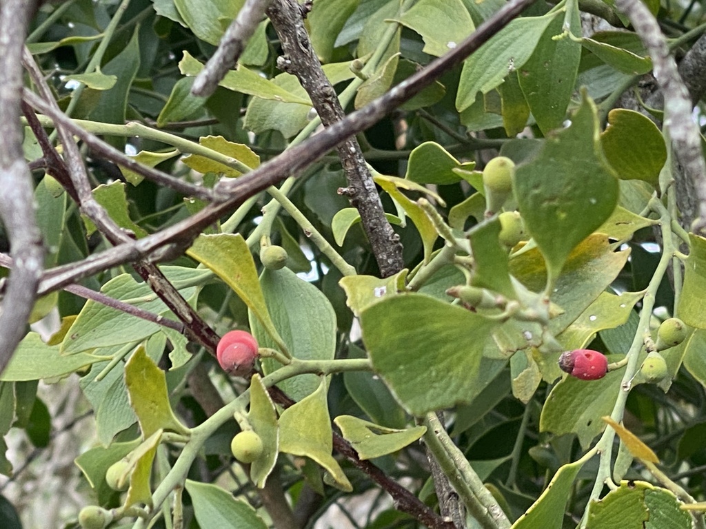 Broad Leaved Native Cherry from Heath Trl, Wurtulla, QLD, AU on January ...