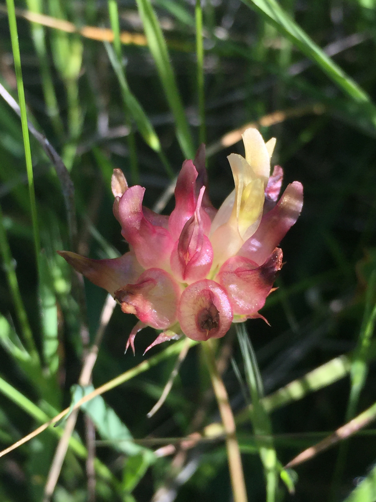 bull clover from Fairfax Bolinas Rd, Fairfax, CA, US on April 20, 2016 ...