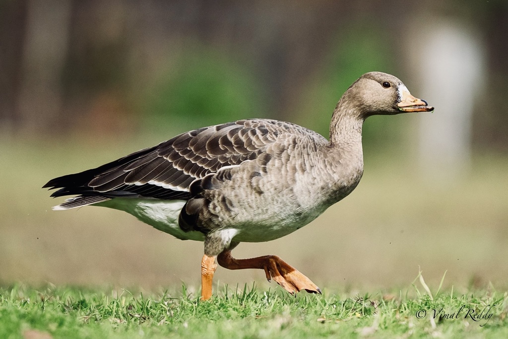 Greater White-fronted Goose from Rogers Park, Jacksonville, FL, US on ...