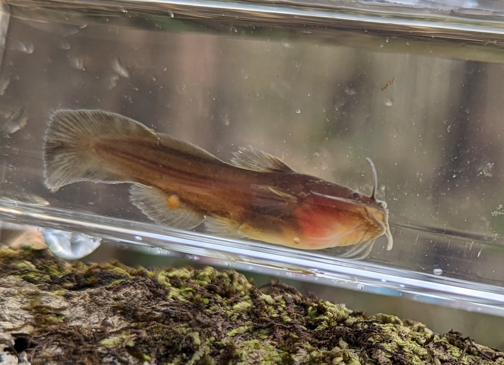 Tadpole Madtom from MCCLELLANVLE, SC 29458, USA on January 7, 2024 at ...