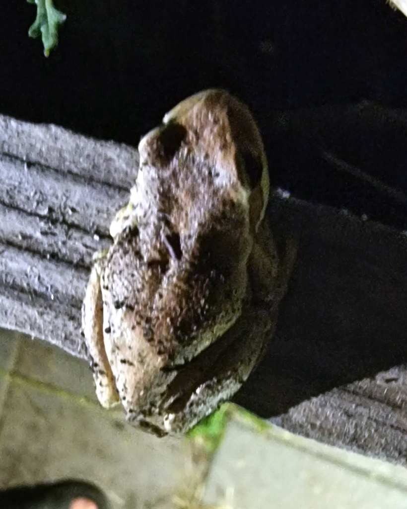 Southern Brown Tree Frog from Addington VIC 3352, Australia on January ...