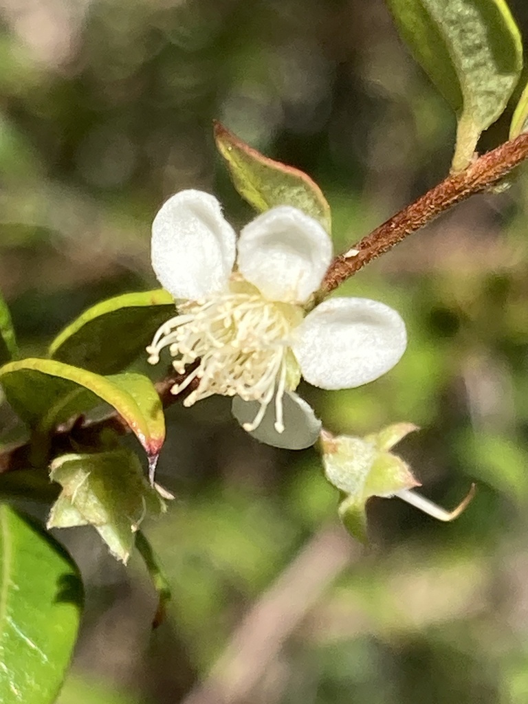 Midgen Berry from Burraneer Rd, Coomba Park, NSW, AU on January 8, 2024 ...