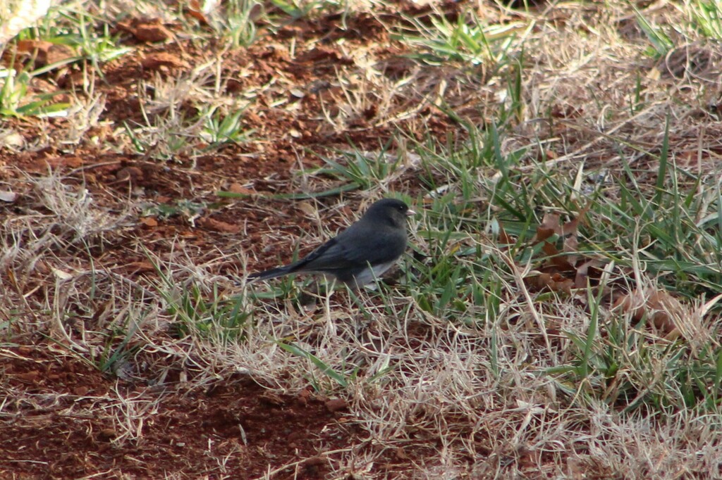 Dark-eyed Junco from Amherst County, VA, USA on January 7, 2024 at 03: ...
