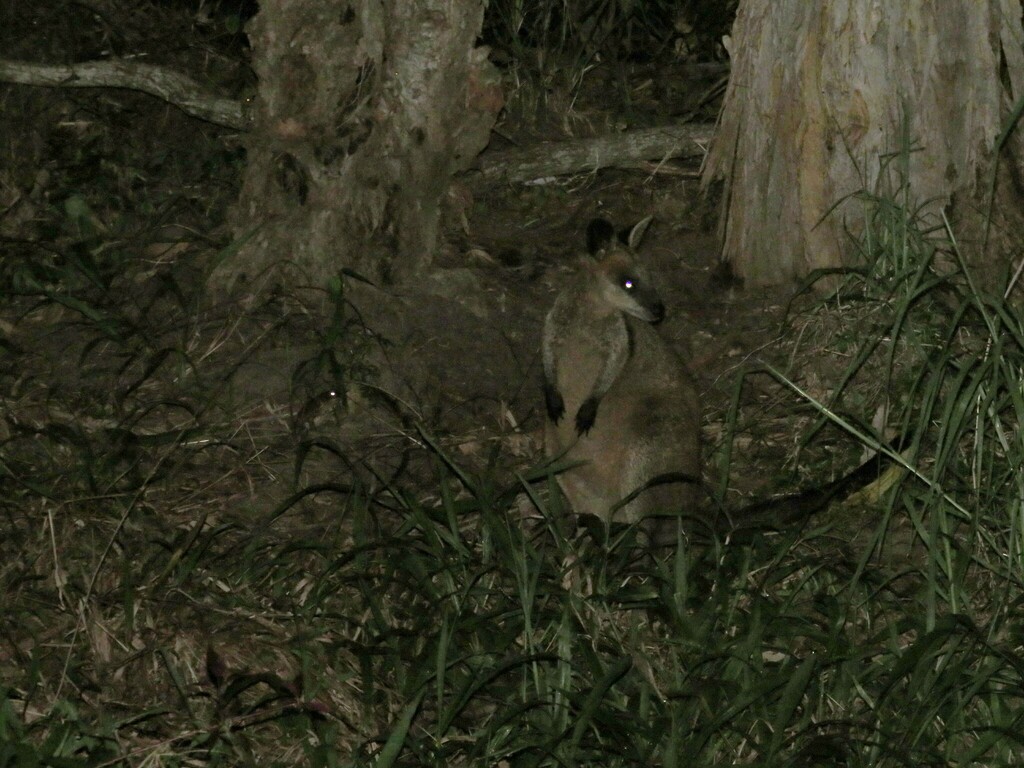 Swamp Wallaby from Brisbane QLD, Australia on January 7, 2024 at 09:21 ...