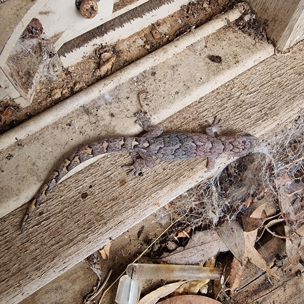 Southern Marbled Gecko from Dunach VIC 3371, Australia on January 8 ...