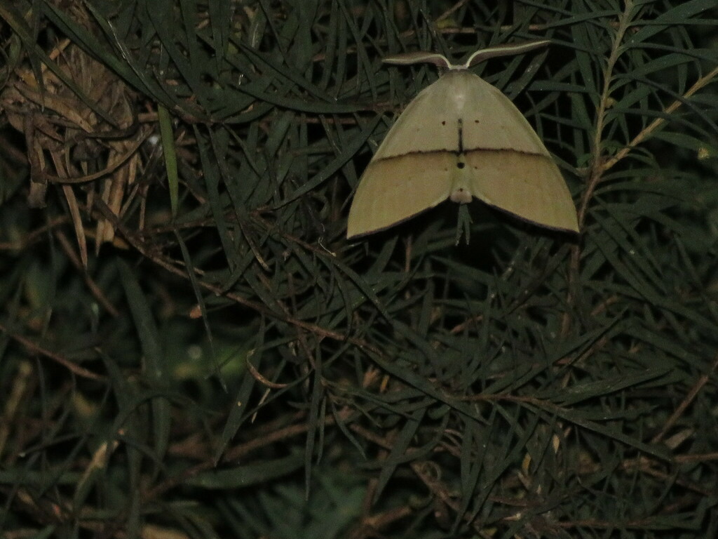 Fallen Bark Looper from Brisbane QLD, Australia on January 7, 2024 at ...