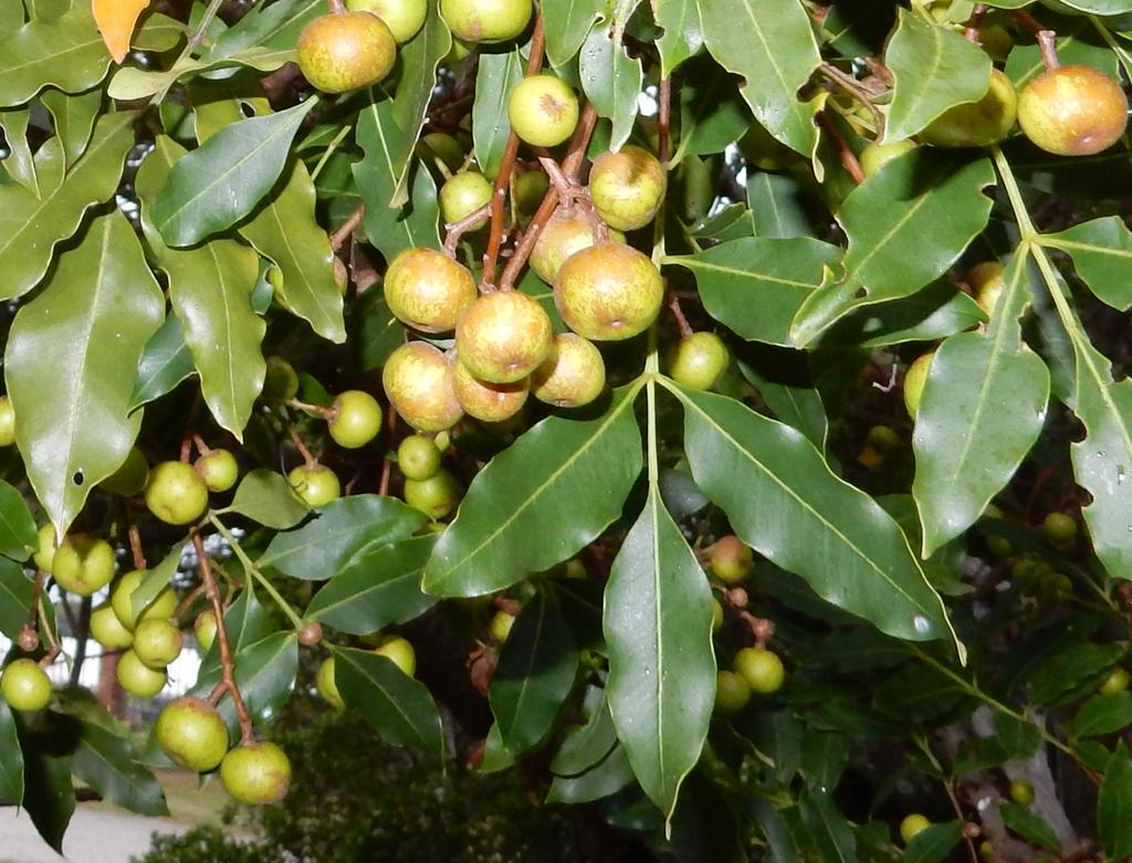 Cape Ash (Ekebergia capensis) - Botanical Realm