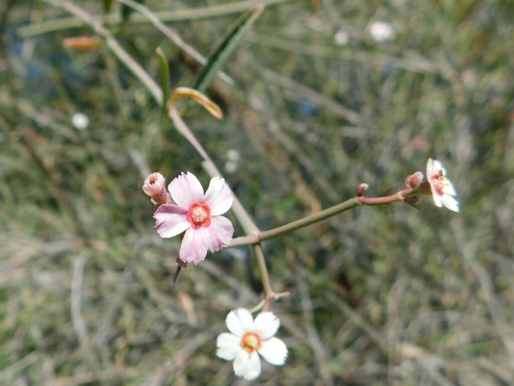 Baja Spurge from La Paz, B.C.S., México on January 7, 2024 at 02:53 PM ...