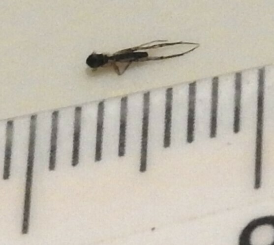 Winged and Once-winged Insects from Polk County, TX, USA on January 7 ...