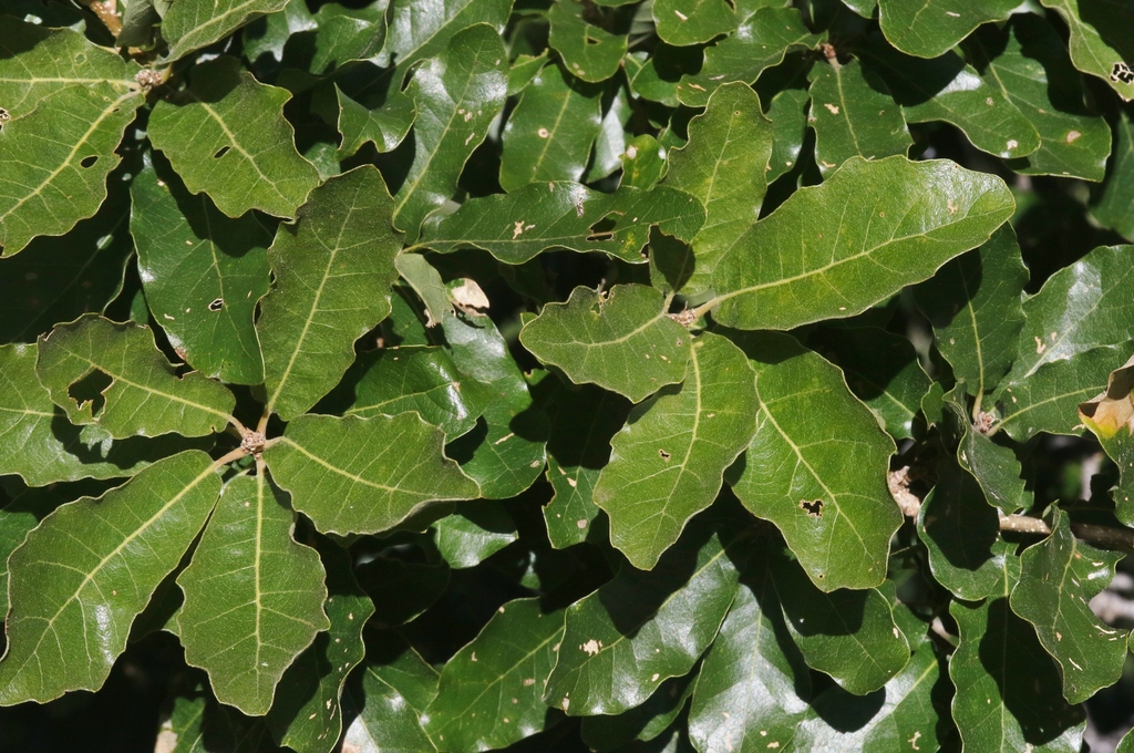 Bosques de Pino-Encino de la Sierra de La Laguna – Pangea