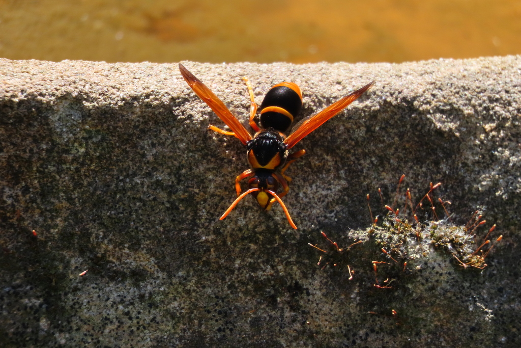 Large Australasian Mason Wasps from Coomba Park NSW 2428, Australia on ...