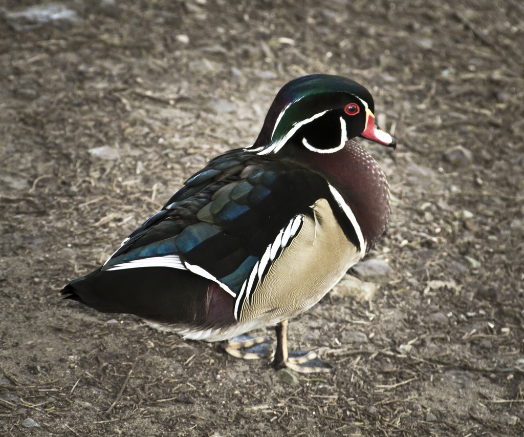 Wood Duck (Waterfowl of Ontario ) · iNaturalist